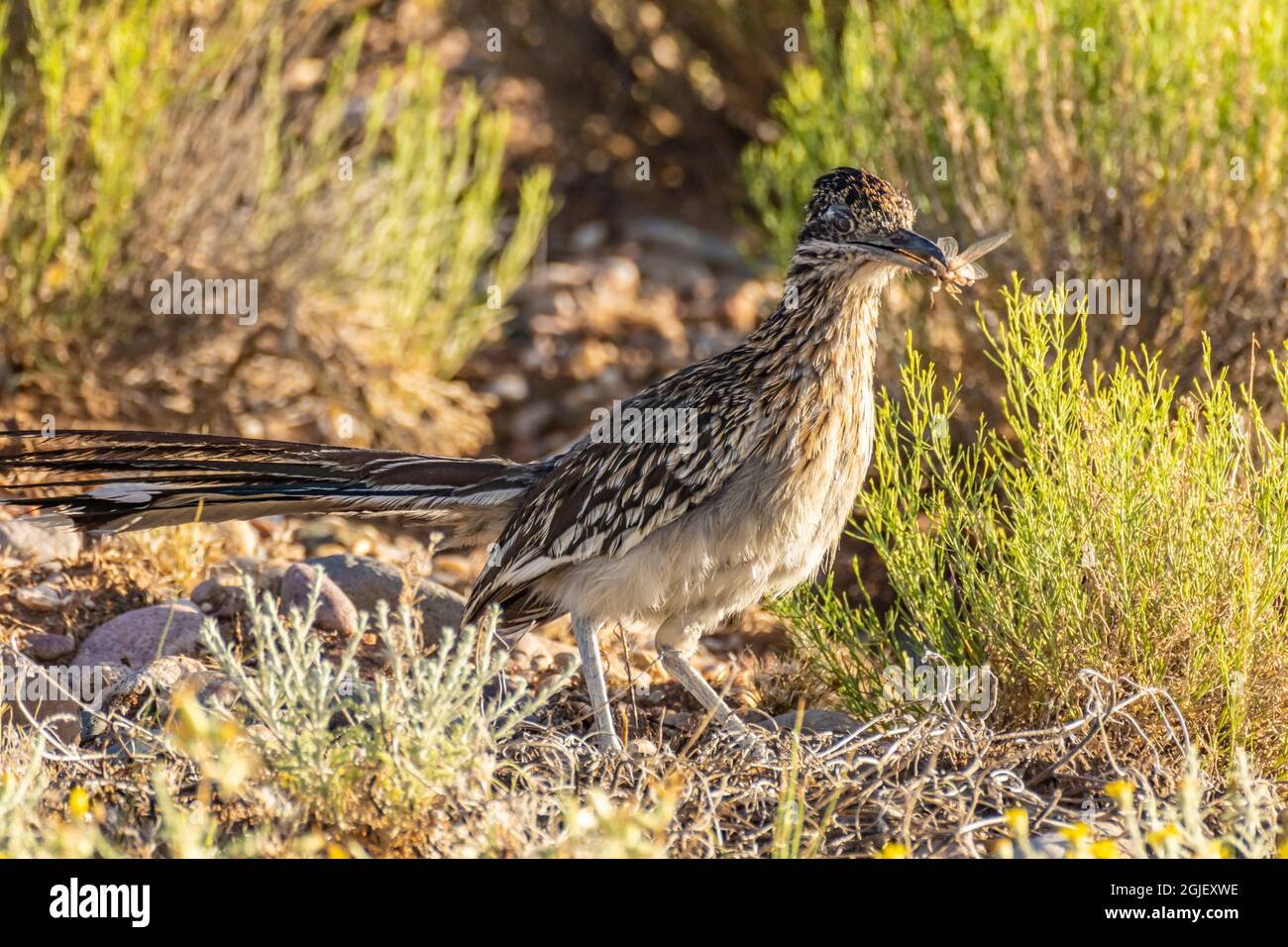 Roadrunner eating hi-res stock photography and images - Alamy