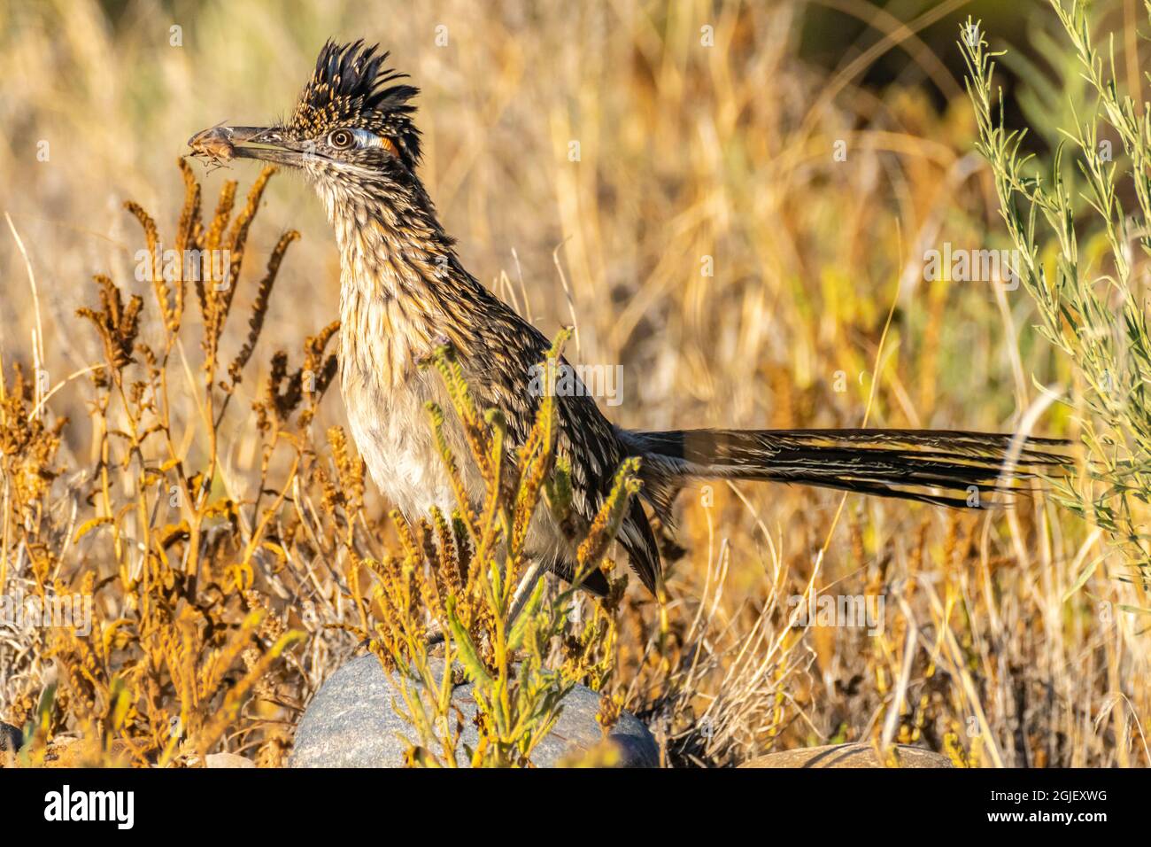 Roadrunner eating hi-res stock photography and images - Alamy