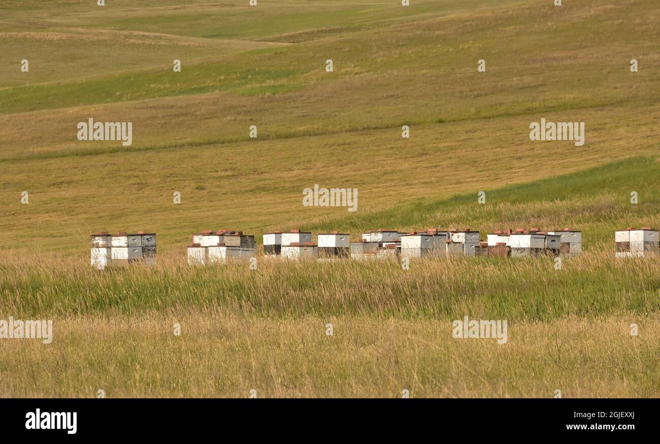 Bee hives stacked on an agricultural farm in a field Stock Photo - Alamy