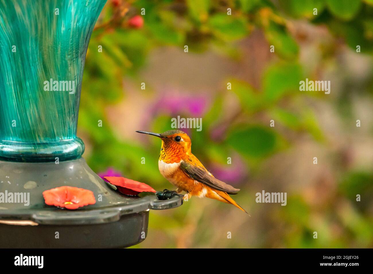 USA, New Mexico. Male rufous hummingbird on feeder Stock Photo - Alamy