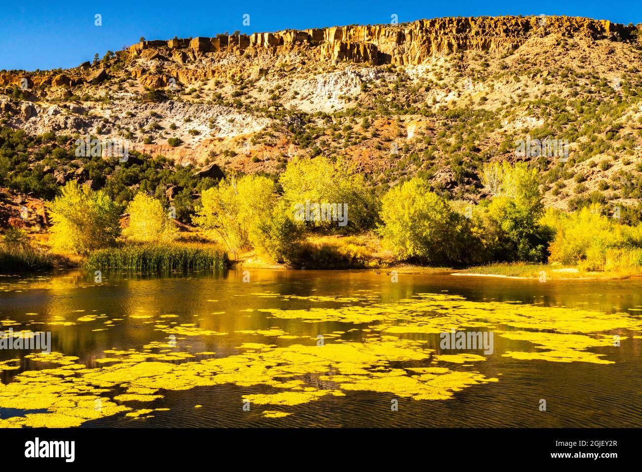 USA, New Mexico, Jemez River Valley. Pond and cottonwood trees in ...