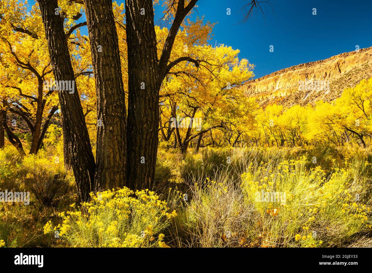 Blooming Cottonwood Tree