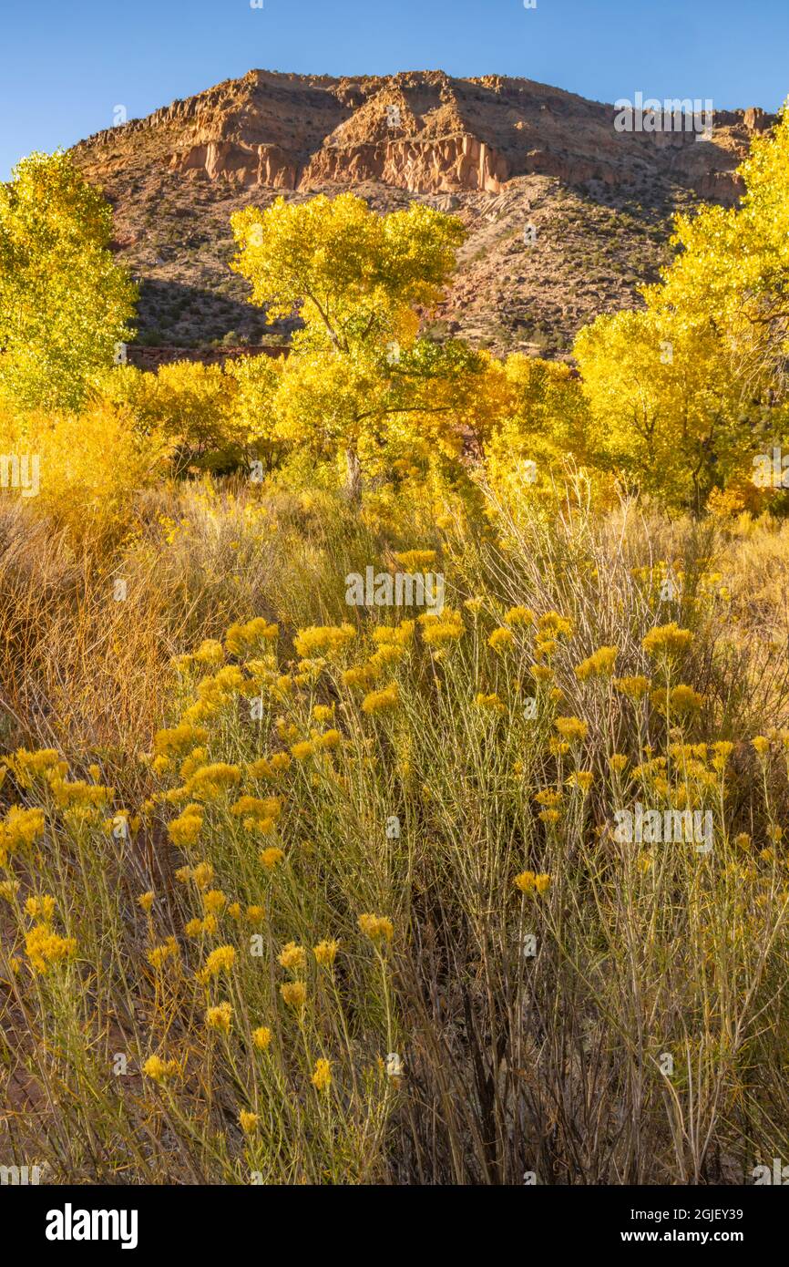 Chamisa hi-res stock photography and images - Alamy