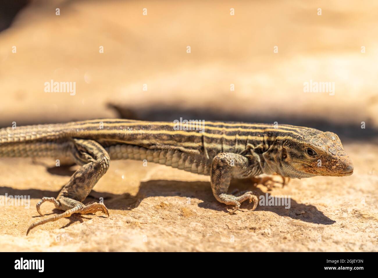USA, New Mexico. Whiptail lizard on rock Stock Photo - Alamy