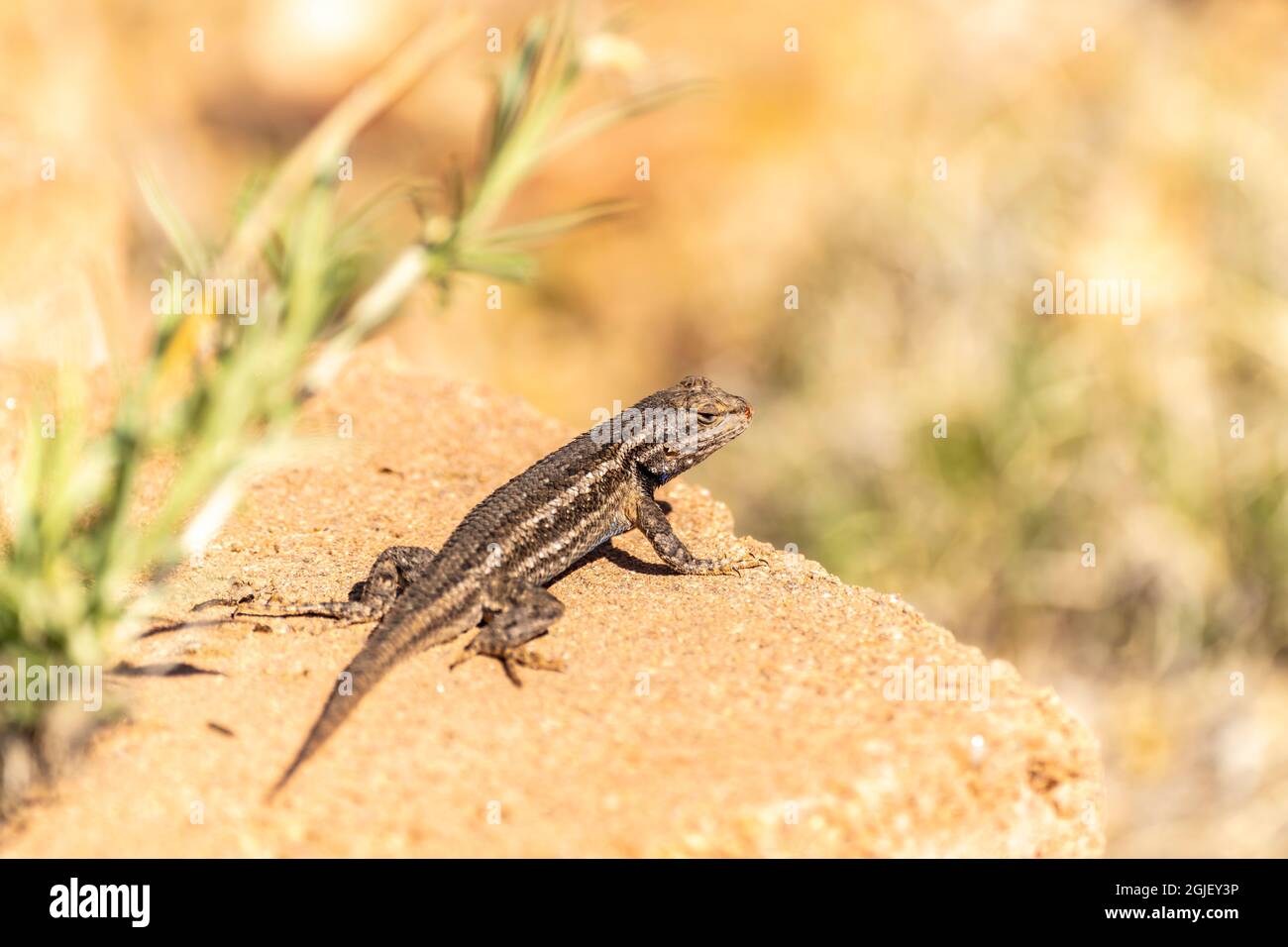USA, New Mexico. Whiptail lizard on rock Stock Photo - Alamy