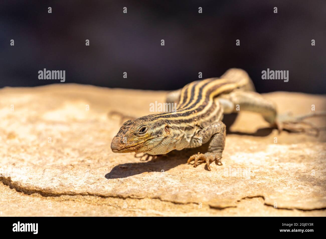 USA, New Mexico. Whiptail lizard on rock Stock Photo - Alamy
