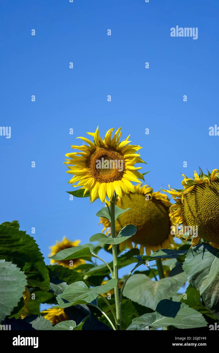 Unripe sunflower on background of bright clear blue sky. Cultivation of ...