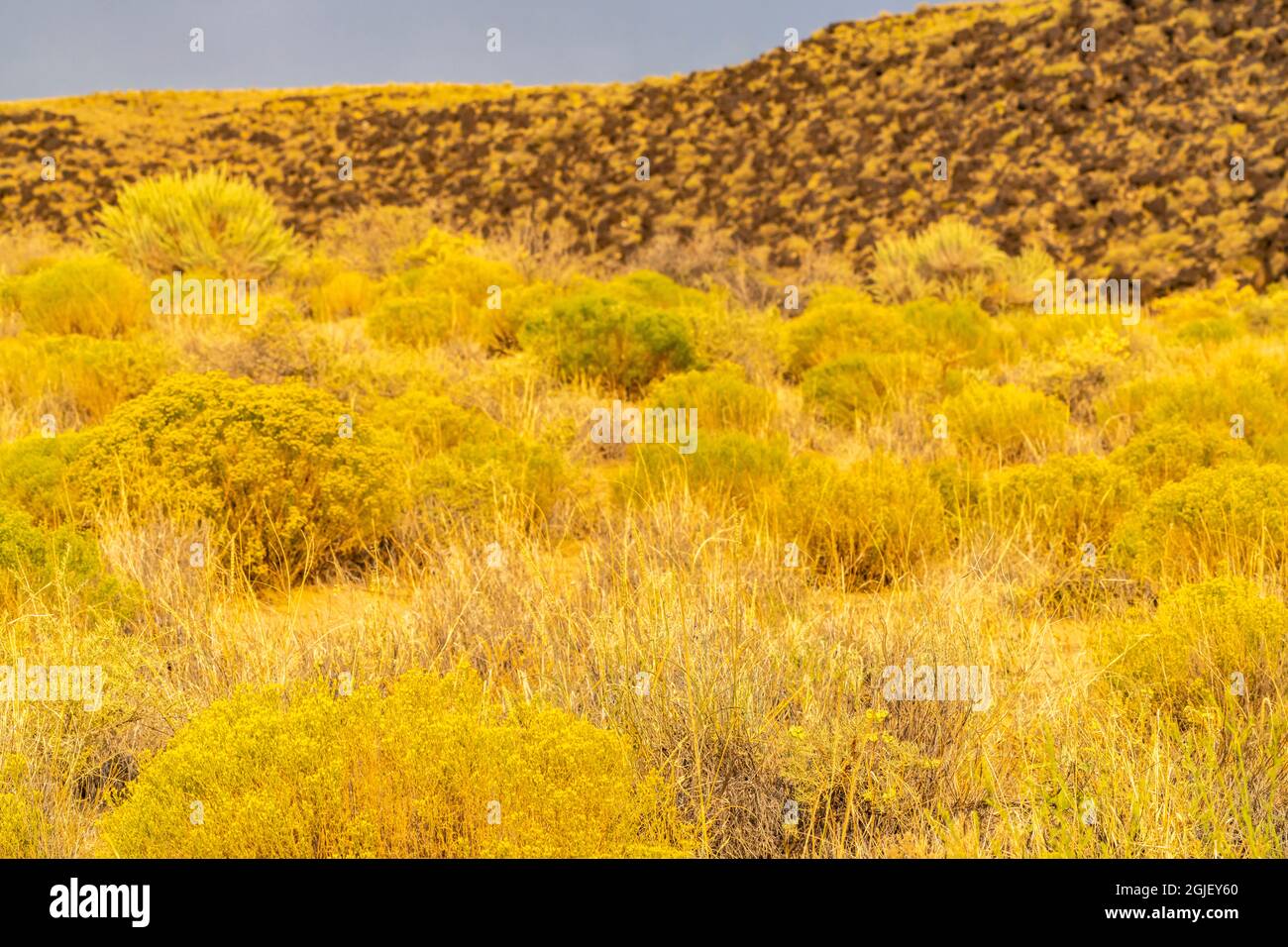 USA, New Mexico, Petroglyph National Monument. Chamisa in bloom Stock ...