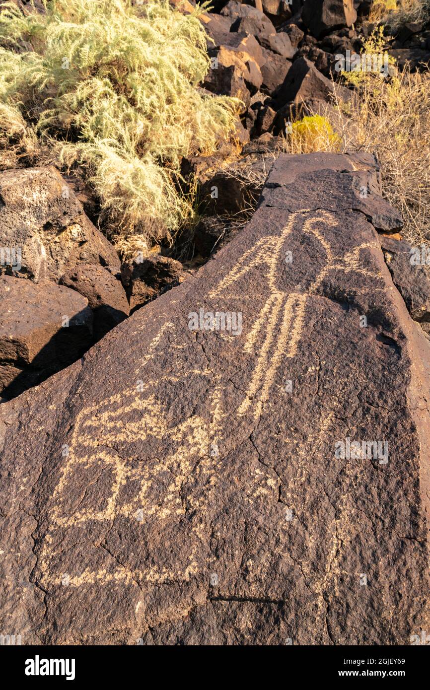 USA, New Mexico, Petroglyph National Monument. Petroglyph carvings on ...