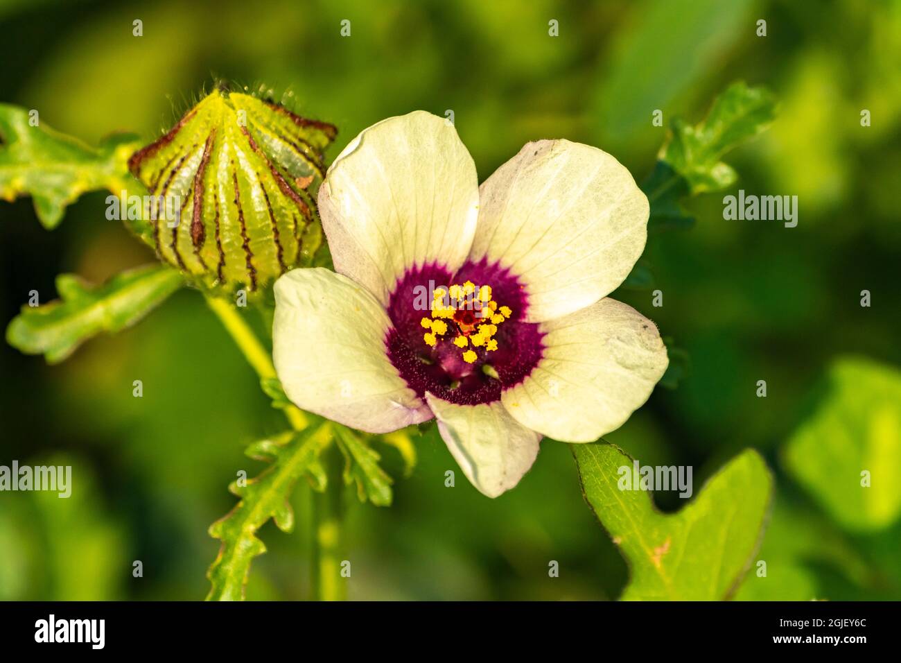 New mexico flower hi-res stock photography and images - Alamy