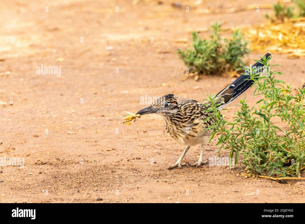 USA, New Mexico. Roadrunner with insect in beak Stock Photo - Alamy
