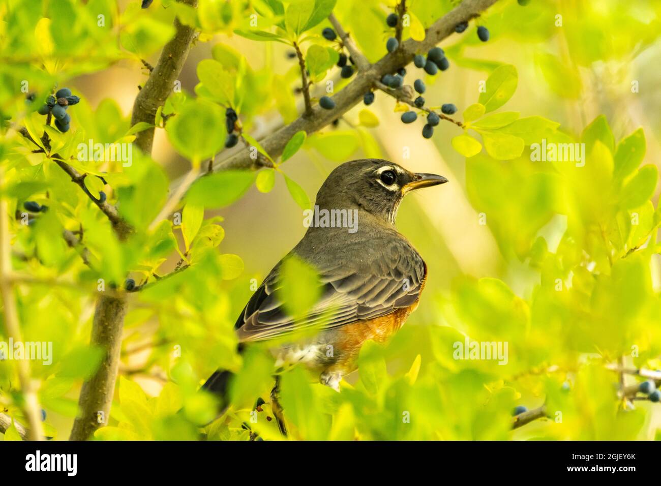 Robin in tree hi-res stock photography and images - Alamy