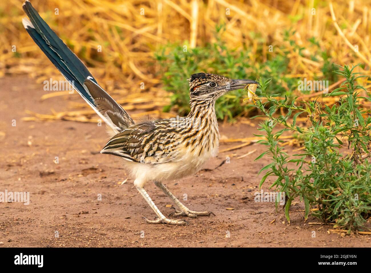 USA, New Mexico. Roadrunner with insect in beak Stock Photo - Alamy
