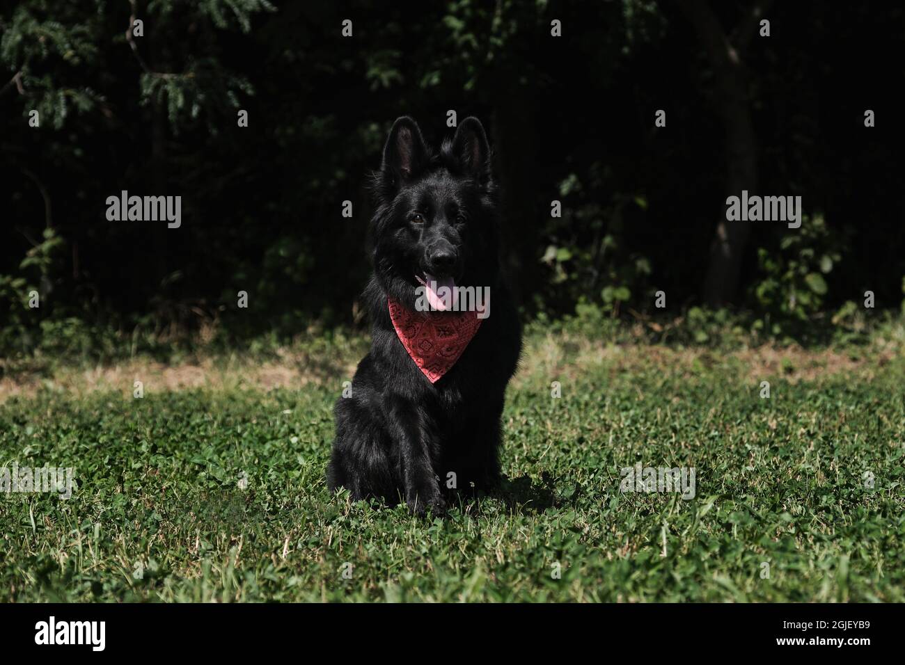 Female black german shepherd hi-res stock photography and images - Alamy