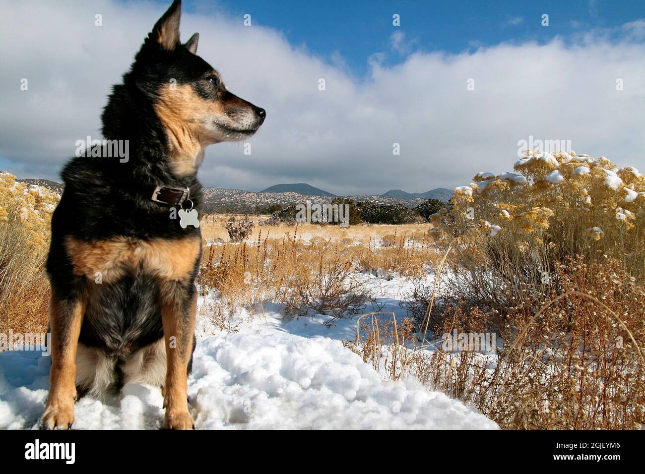 Mexico rescue dog hi-res stock photography and images - Alamy