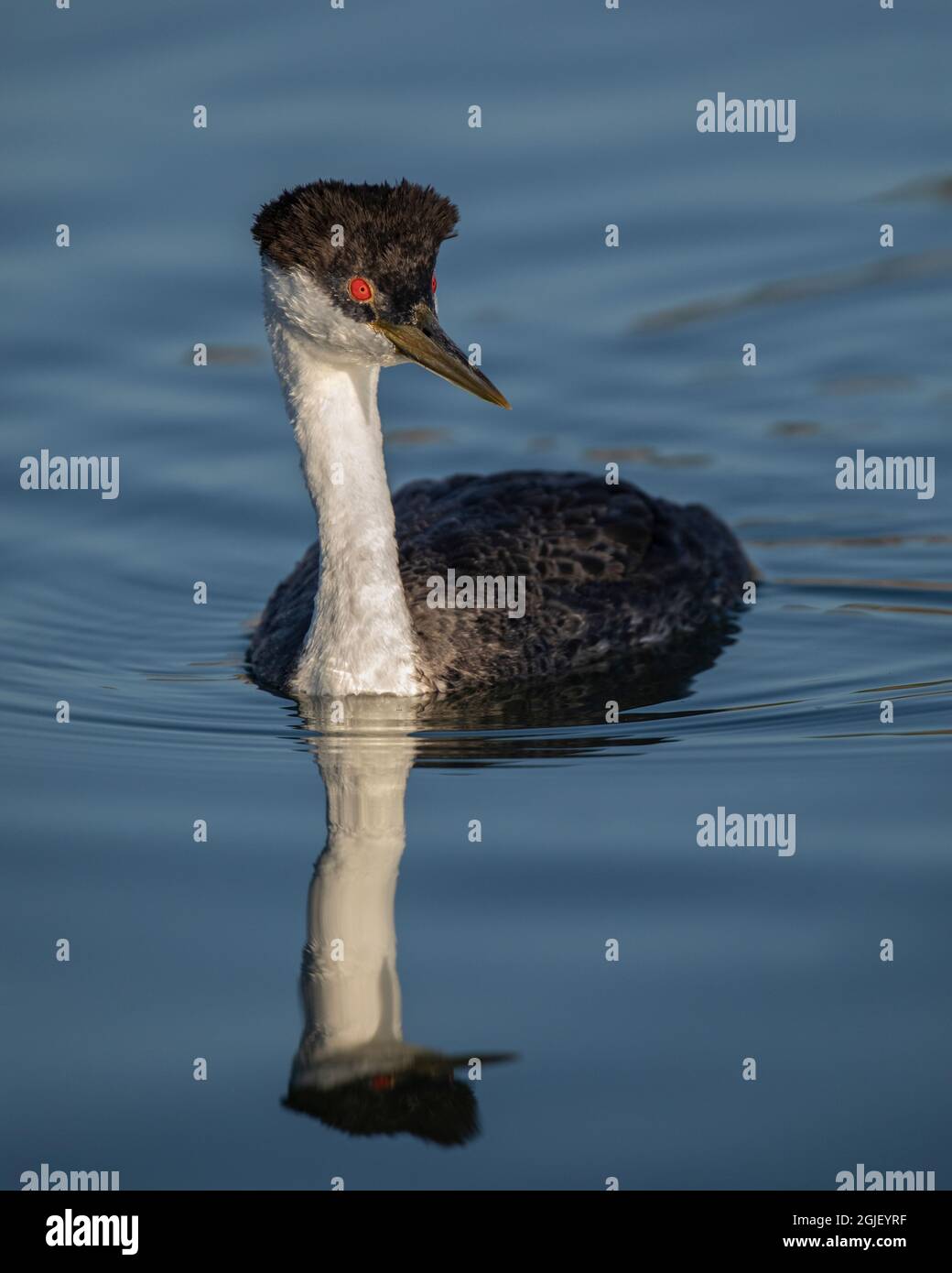 Western grebe, Elephant Butte Lake State Park, New Mexico Stock Photo ...