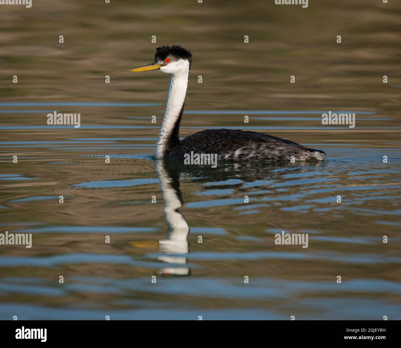 Elephant butte lake state park hi-res stock photography and images - Alamy