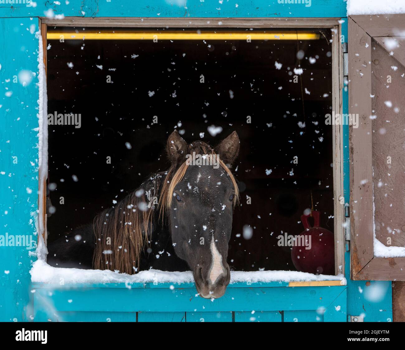 Horse looking out barn stall hi-res stock photography and images - Alamy