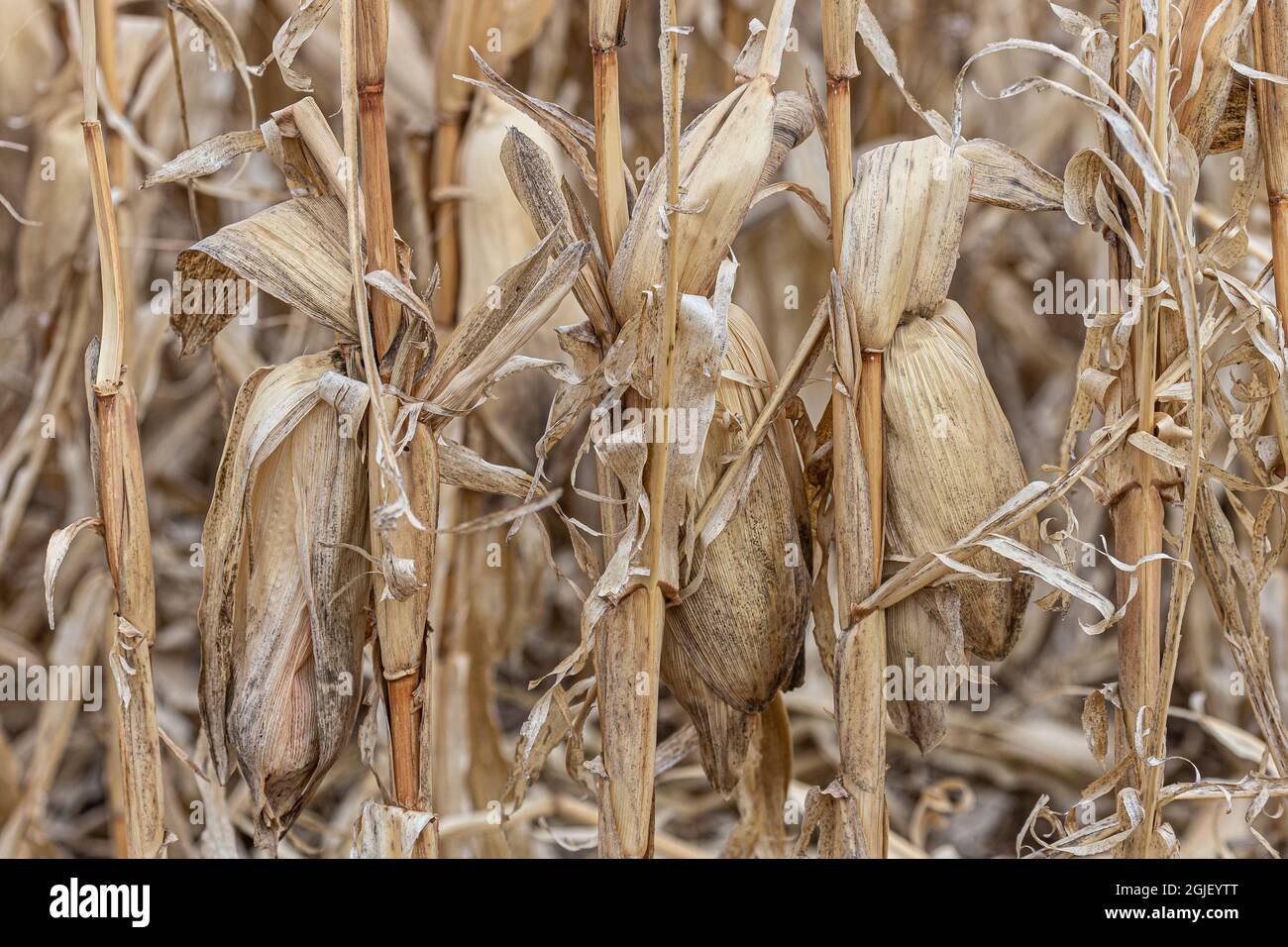 Dried GMO Corn planted for the Sandhill Cranes, Bernardo Wildlife Area ...