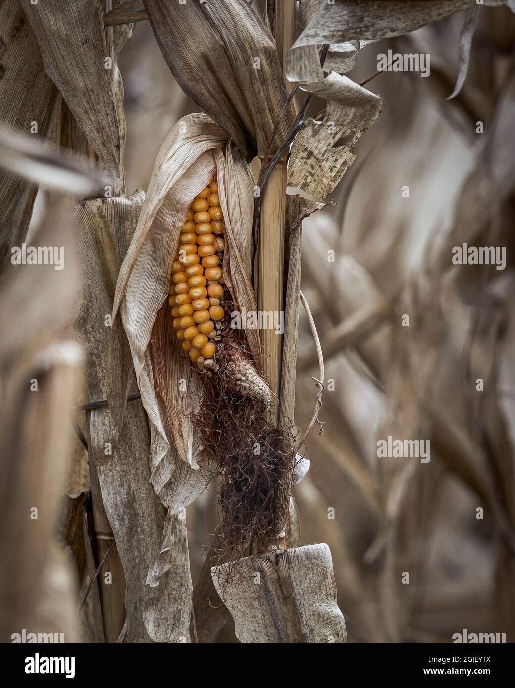 Dried GMO Corn planted for the Sandhill Cranes, Bernardo Wildlife Area ...