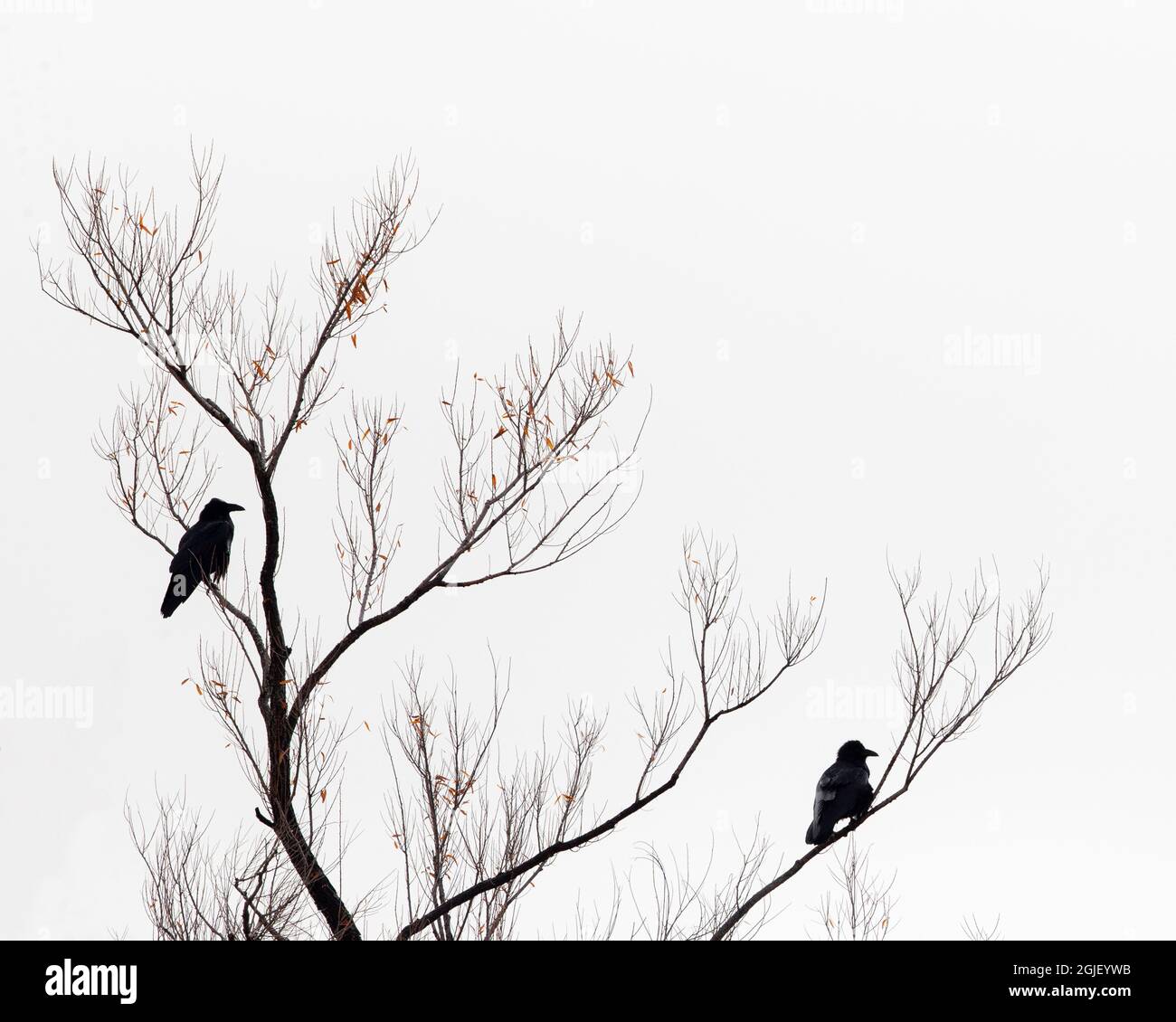 Two Ravens High Resolution Stock Photography and Images - Alamy