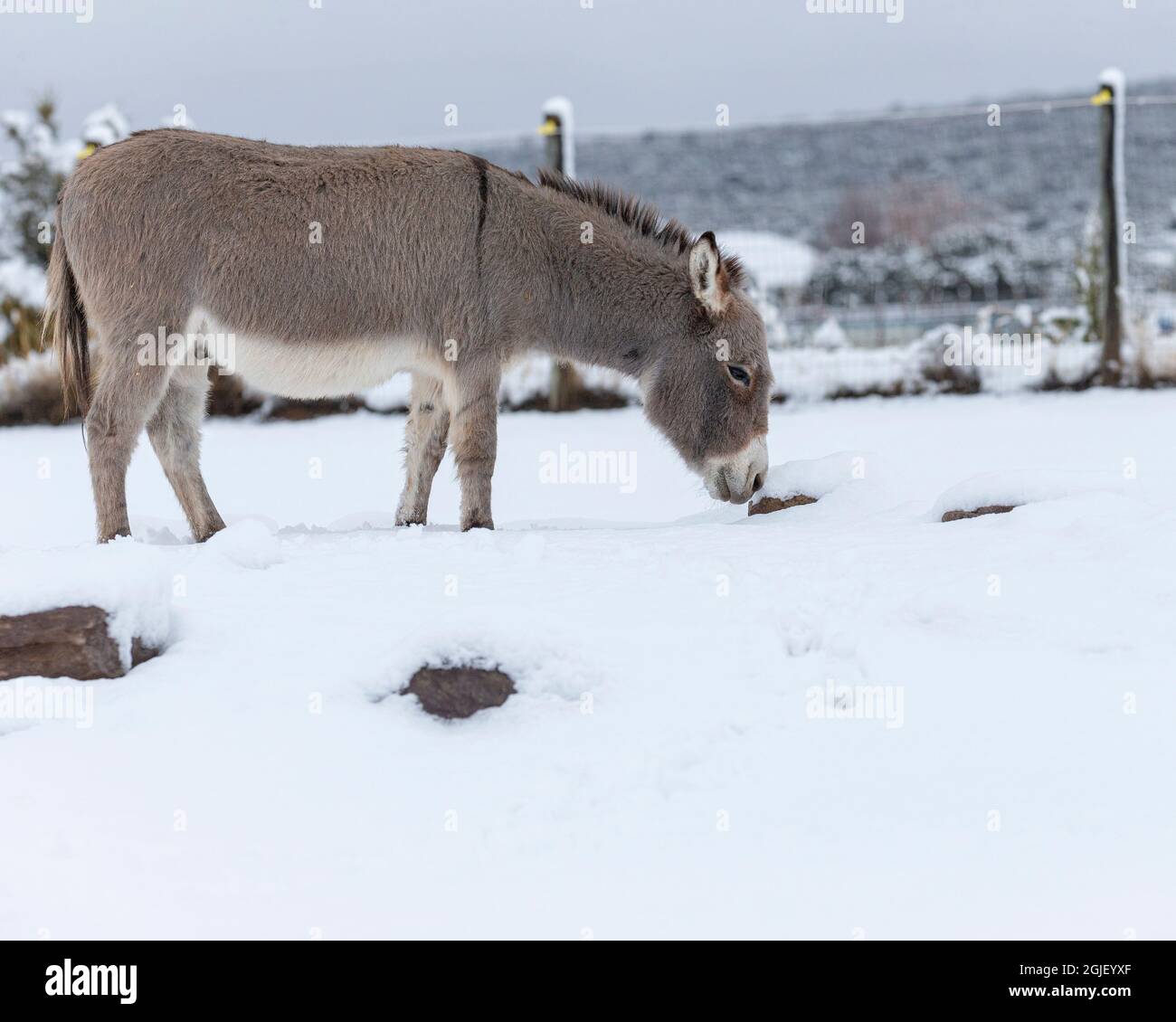 Miniature donkey in the snow-covered pasture, New Mexico Stock Photo ...