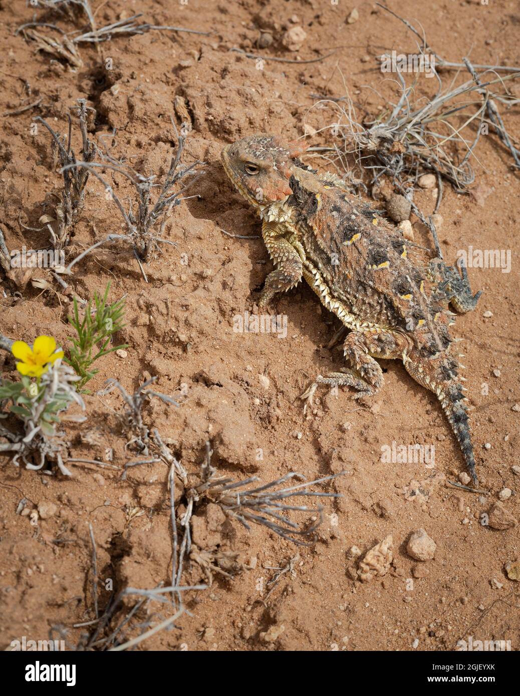 Short horned lizard hi-res stock photography and images - Alamy