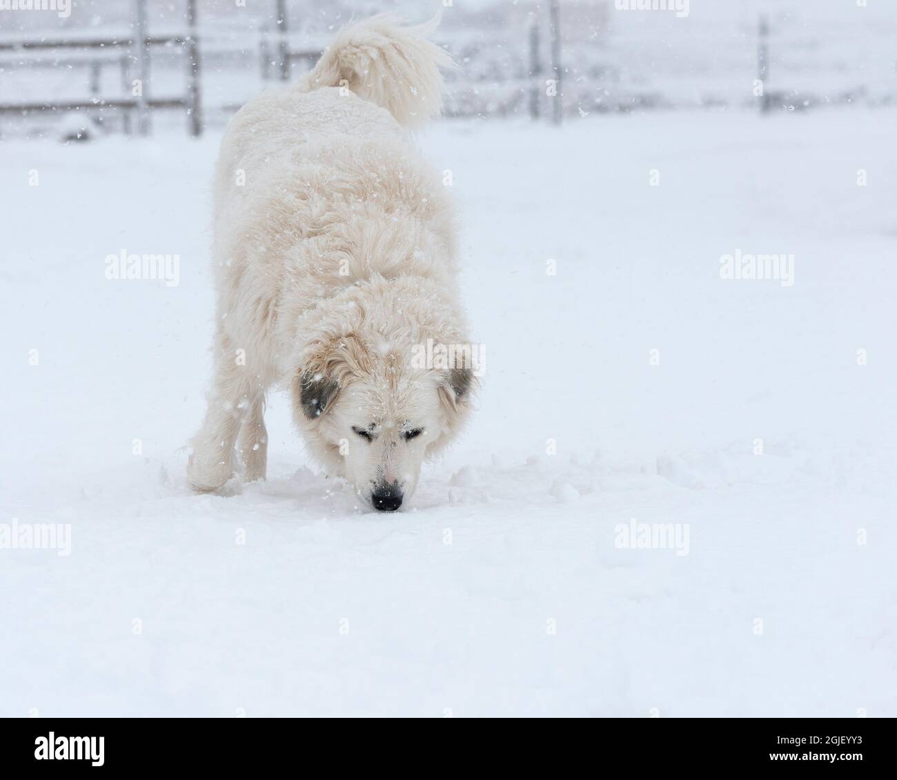 Nose down, Great Pyrenees Stock Photo - Alamy