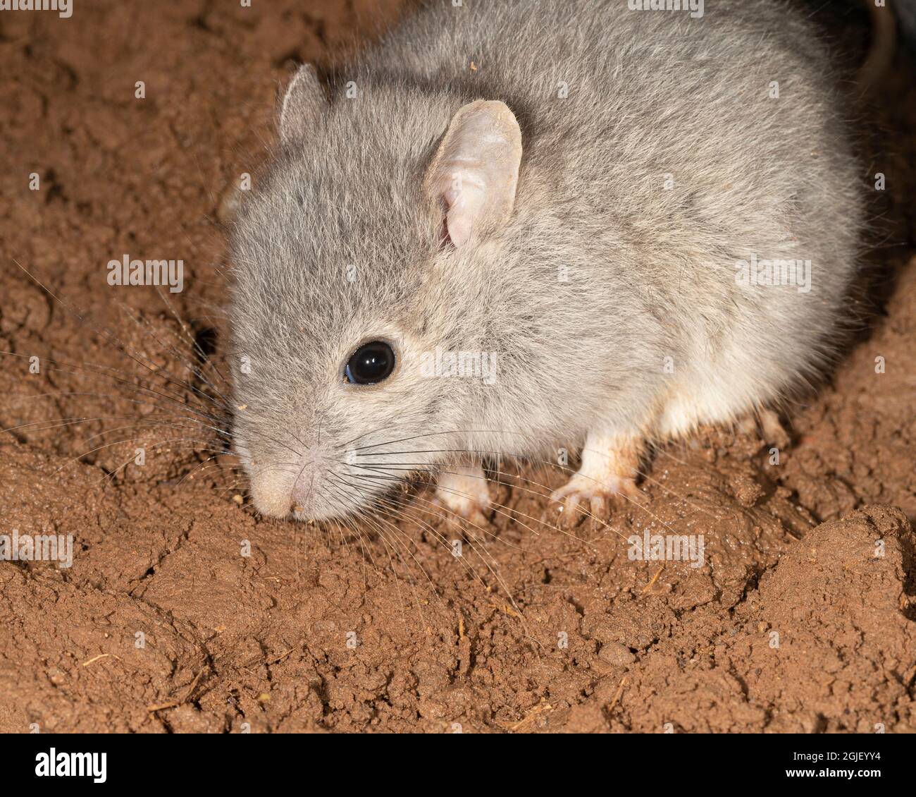 Southern Plains Woodrat, Neotoma micropus, East Mountains, New Mexico ...