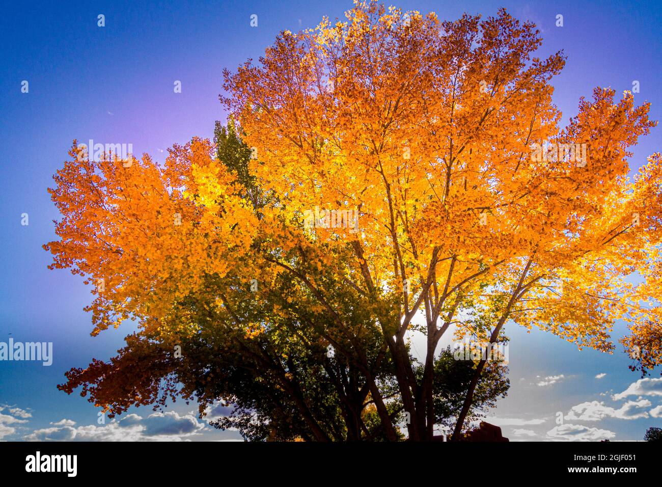 Tree with Fall Colors in New Mexico. US Stock Photo - Alamy
