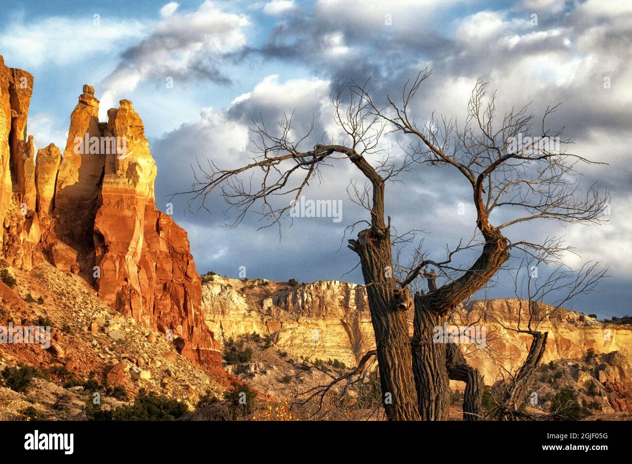 Dead tree and Fall Colors in New Mexico, USA Stock Photo - Alamy