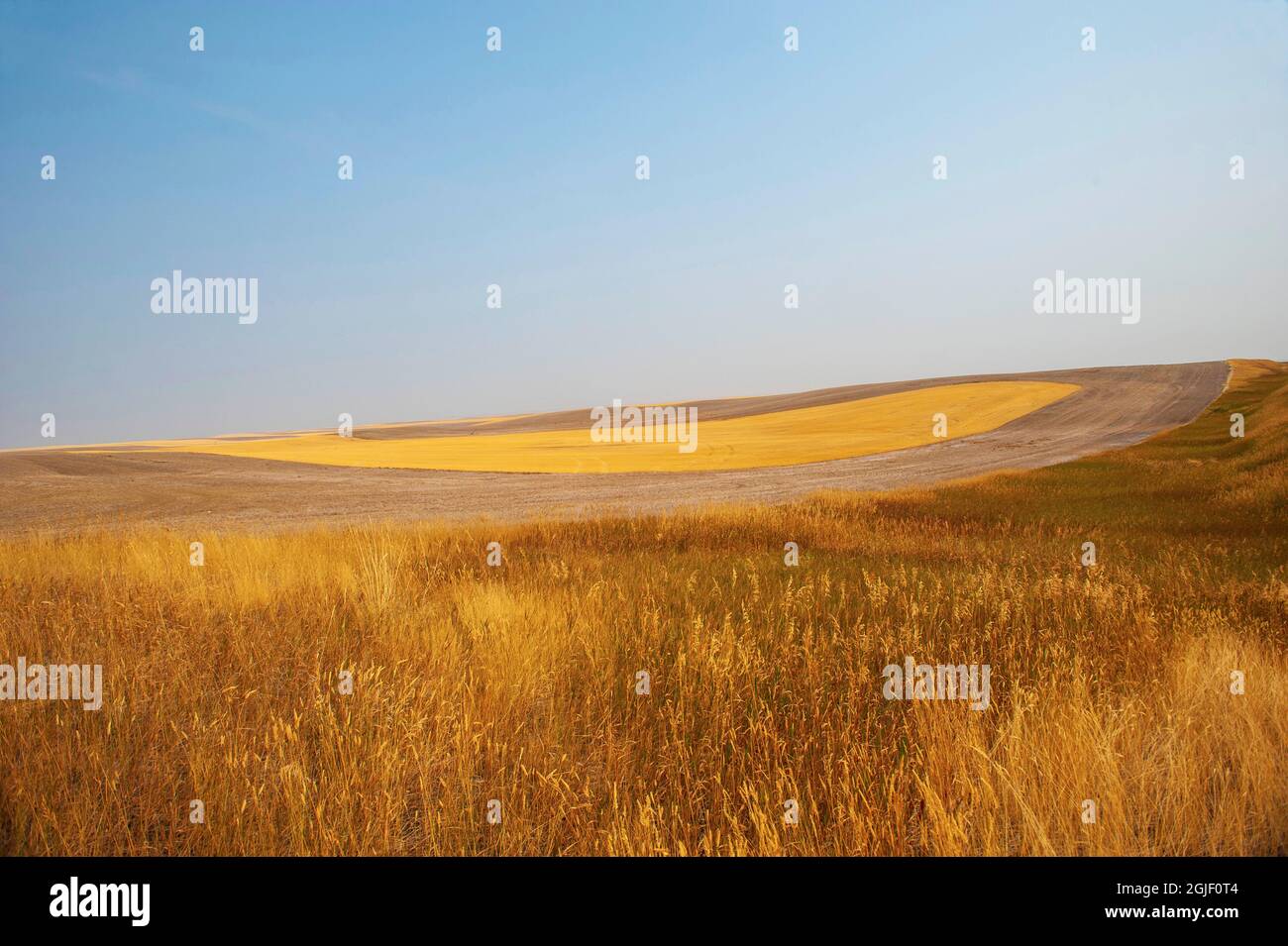 North dakota wheat field hi-res stock photography and images - Alamy