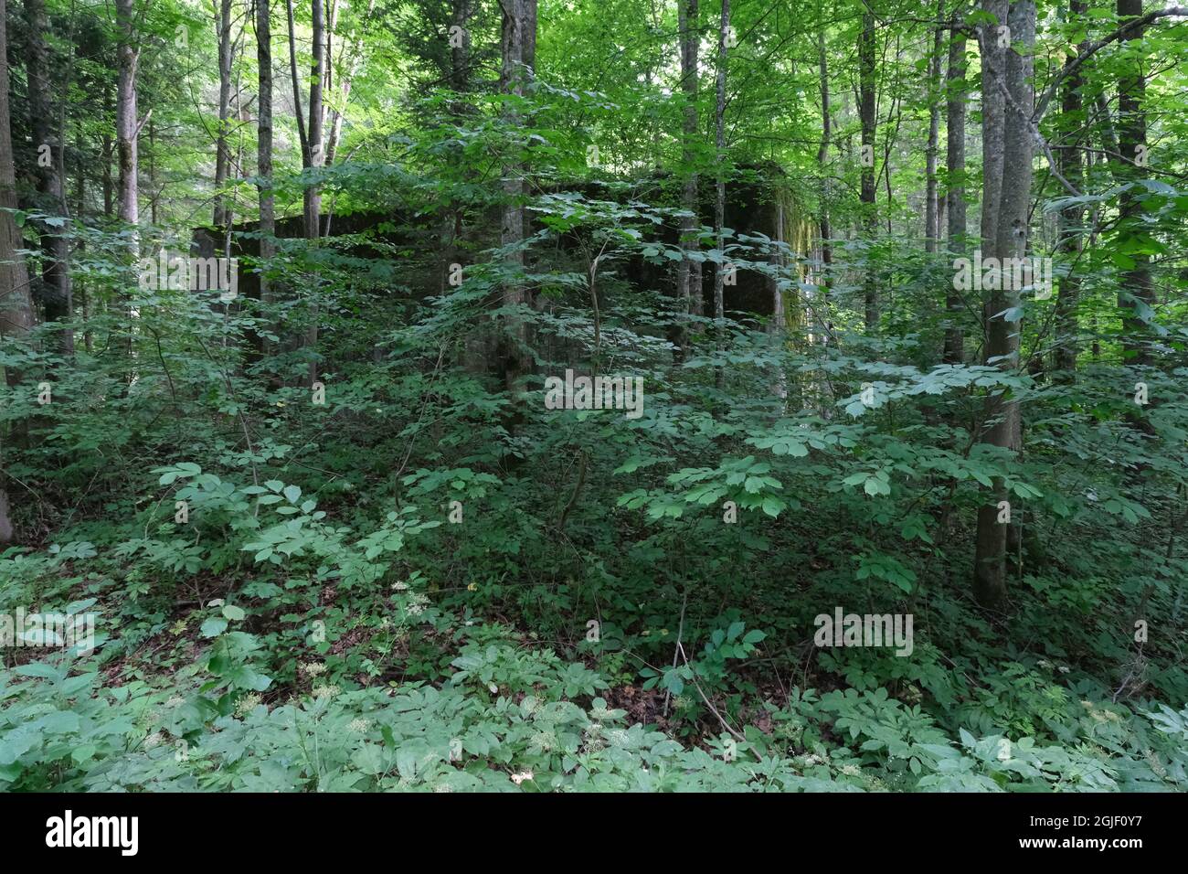 Mamerki, Poland - July 20, 2021: Mamerki bunker complex; general ...