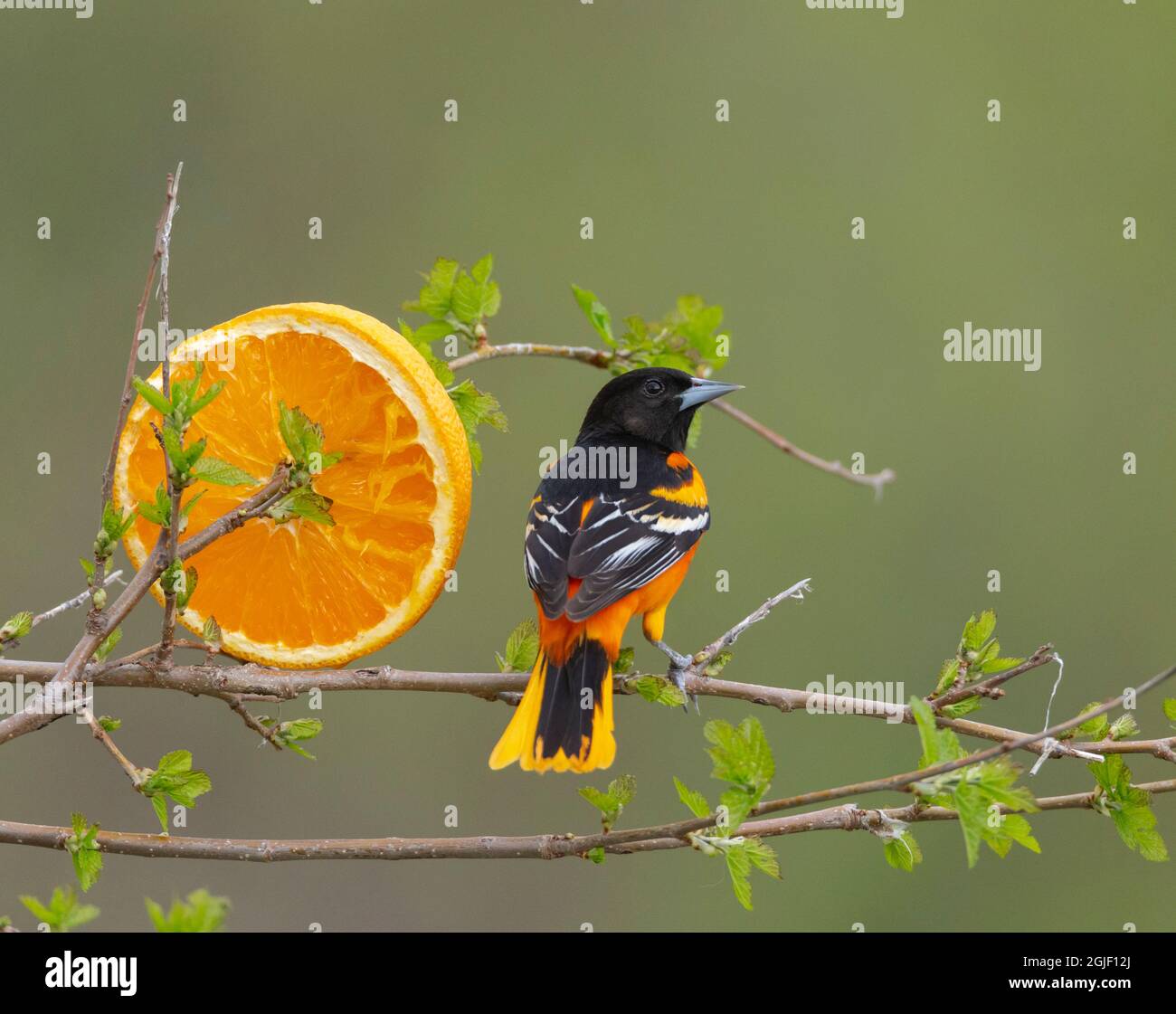 Black swamp bird observatory hi-res stock photography and images - Alamy