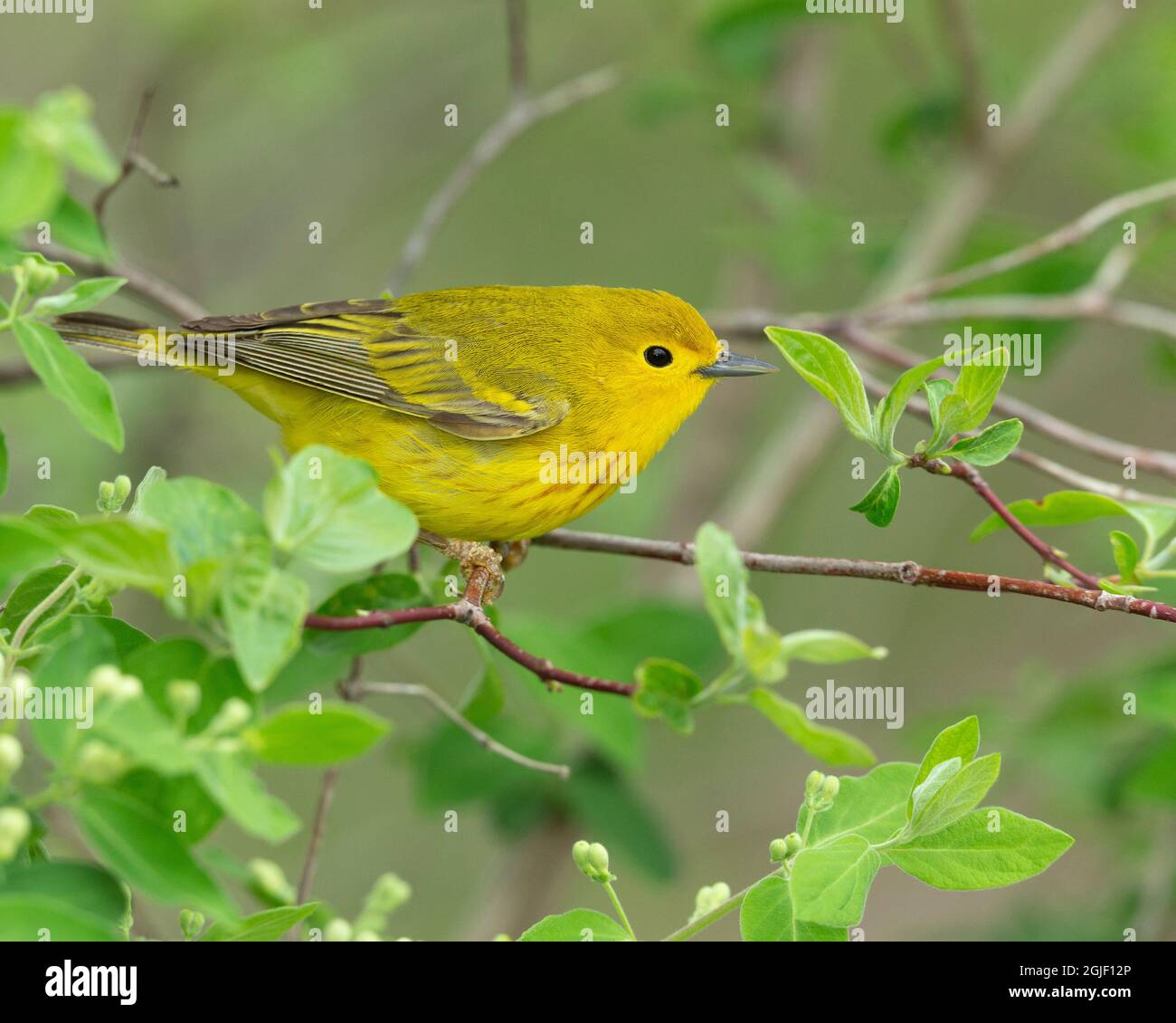 Magee marsh hi-res stock photography and images - Alamy