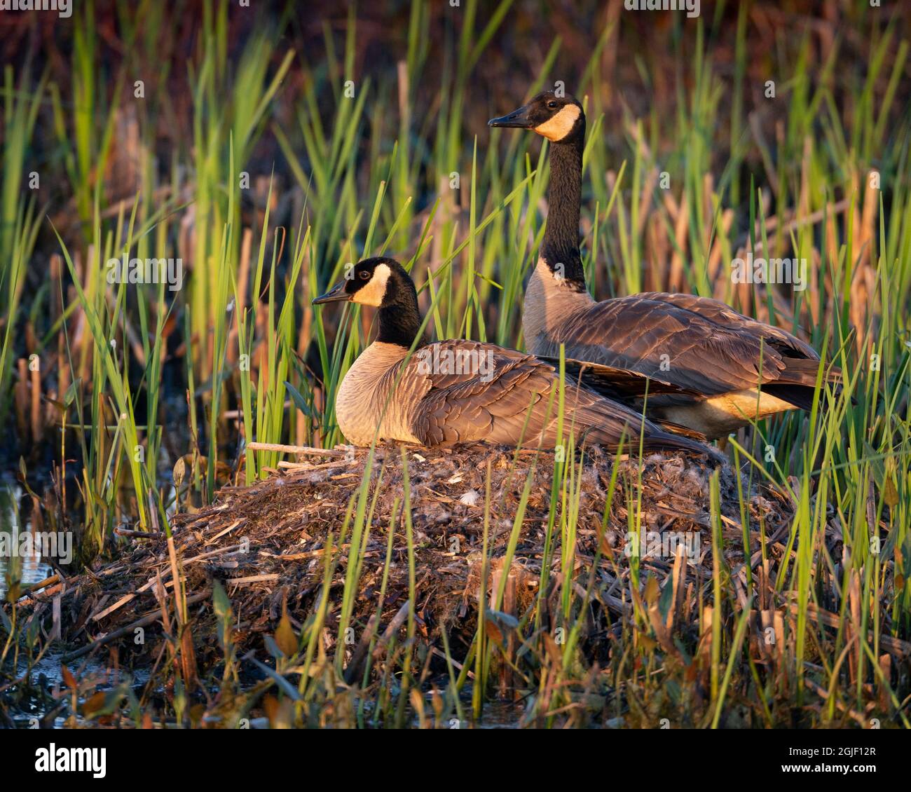 Magee marsh hi-res stock photography and images - Alamy