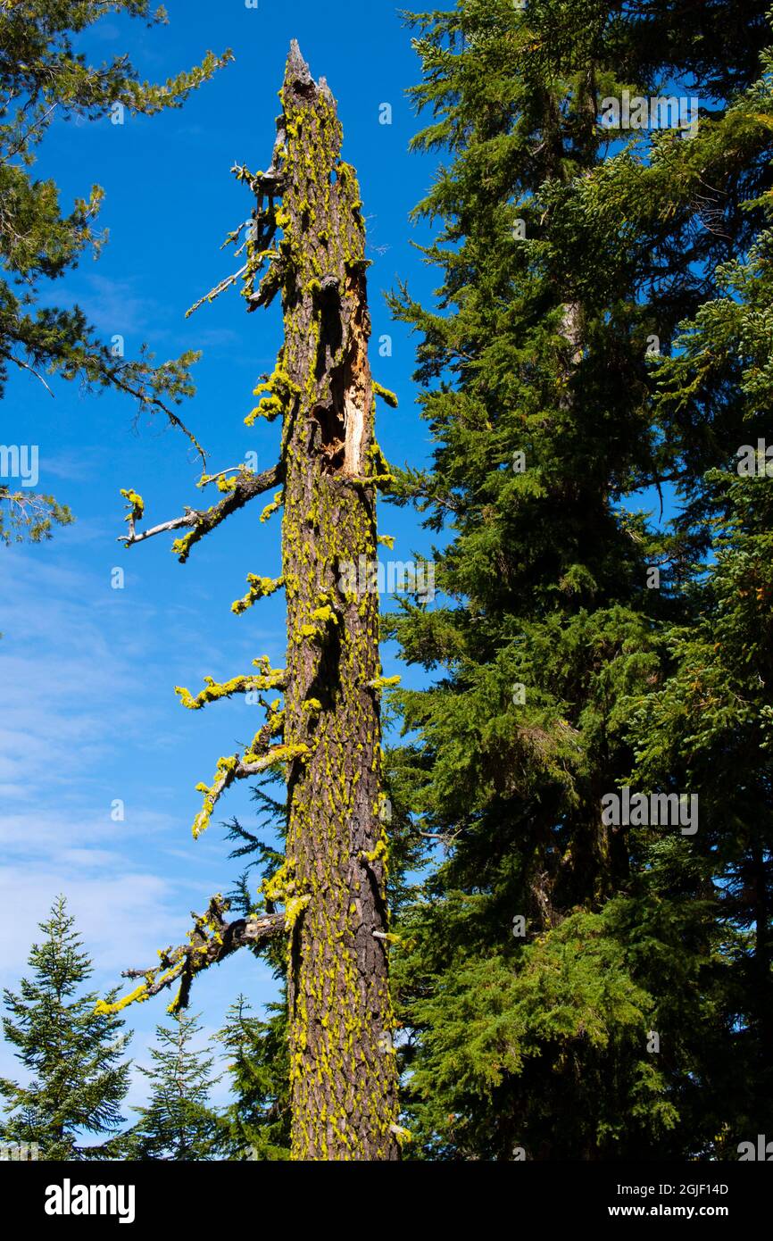 USA, Oregon, Crater Lake National Park, tree Snag with Fungus Stock ...