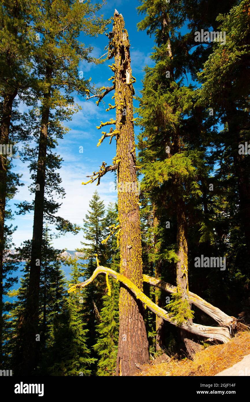 USA, Oregon, Crater Lake National Park, dead tree Snag Stock Photo - Alamy