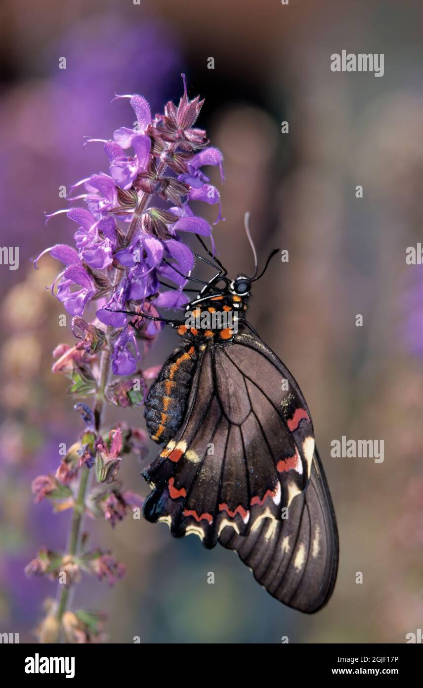 Oregon, Seaside, Butterfly, Polydamas Swallowtail, resting on May Night ...