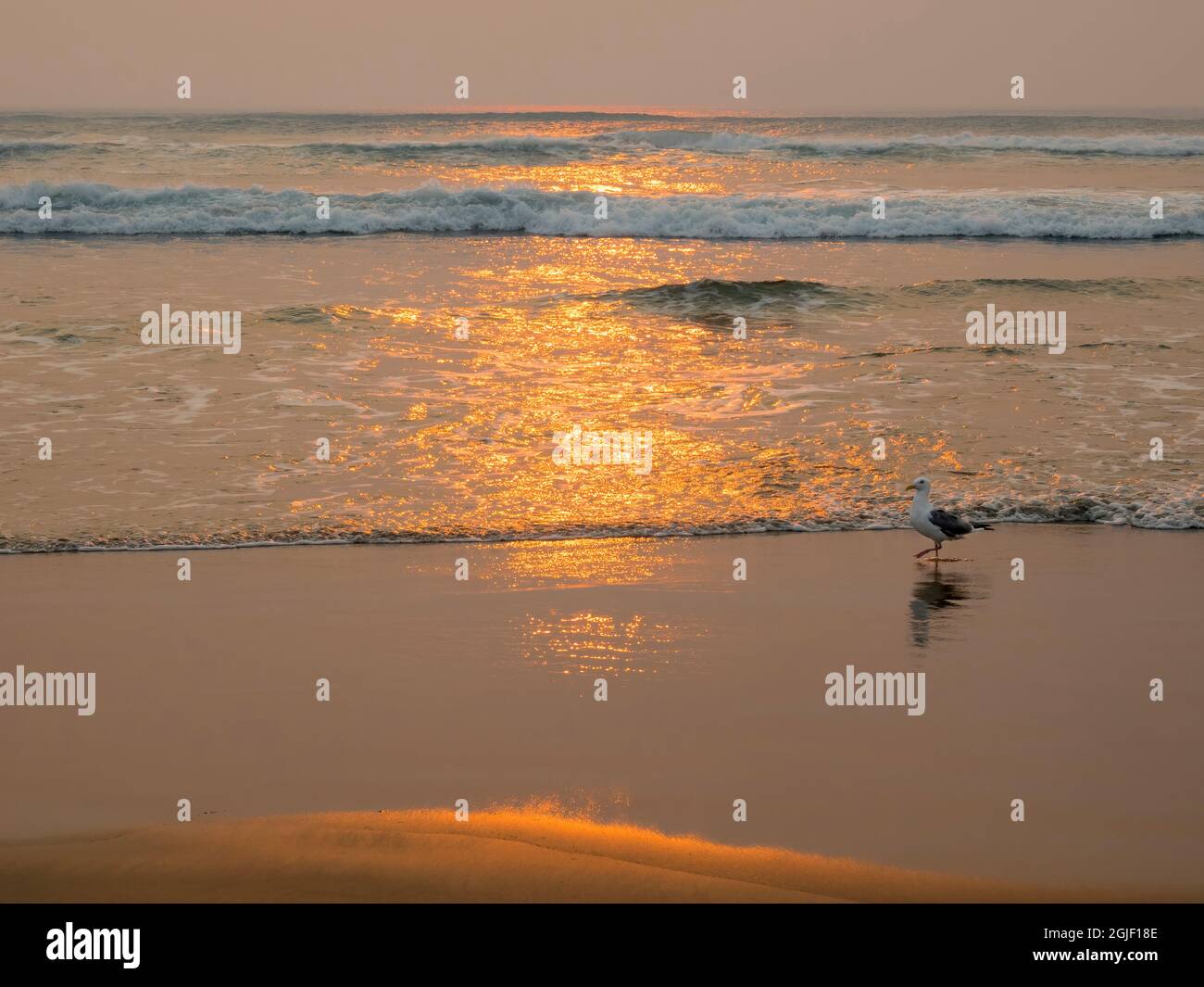 Oregon, Cannon Beach. Seagull walking at shoreline Stock Photo - Alamy