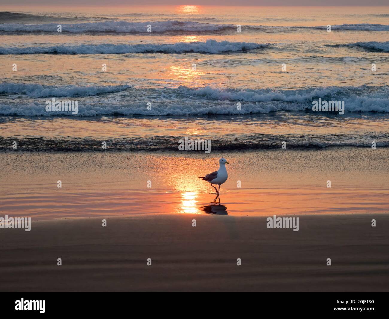 Oregon, Cannon Beach. Seagull walking at shoreline Stock Photo - Alamy