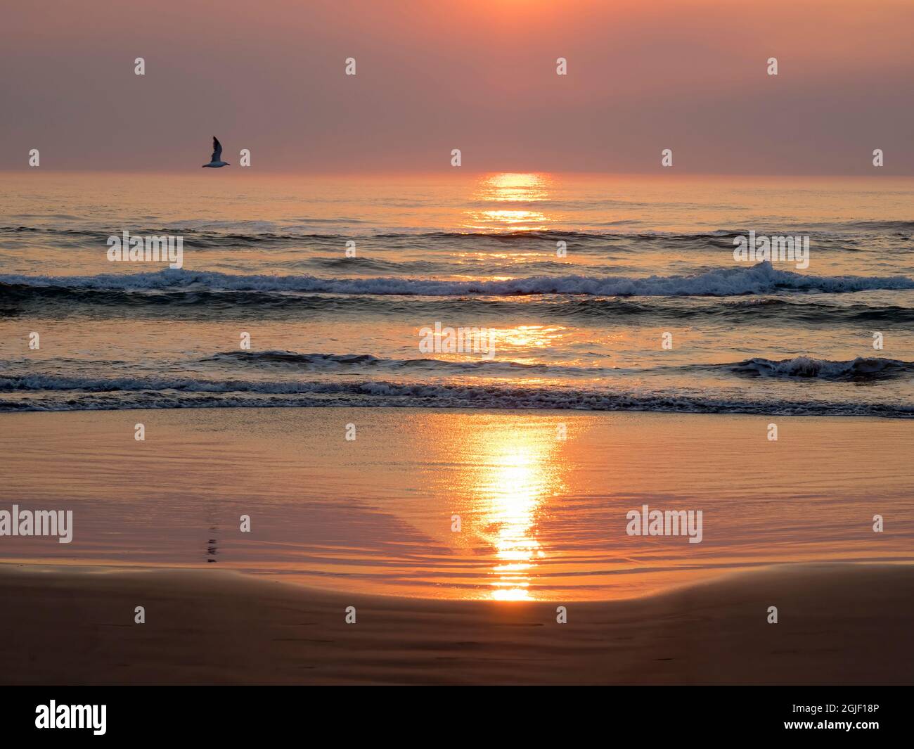 Oregon, Cannon Beach. Ocean view at sunset, seagull flying Stock Photo ...