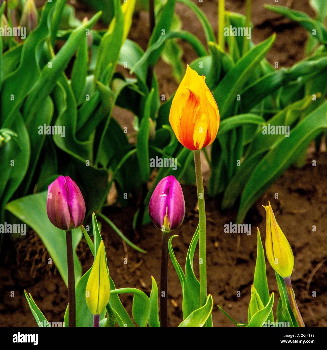 Tulip group at the festival Stock Photo - Alamy