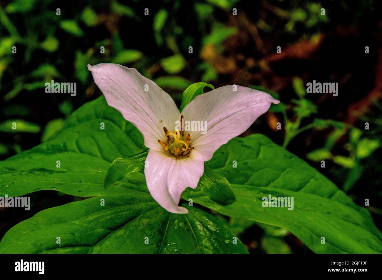 Trillium in bloom Stock Photo - Alamy