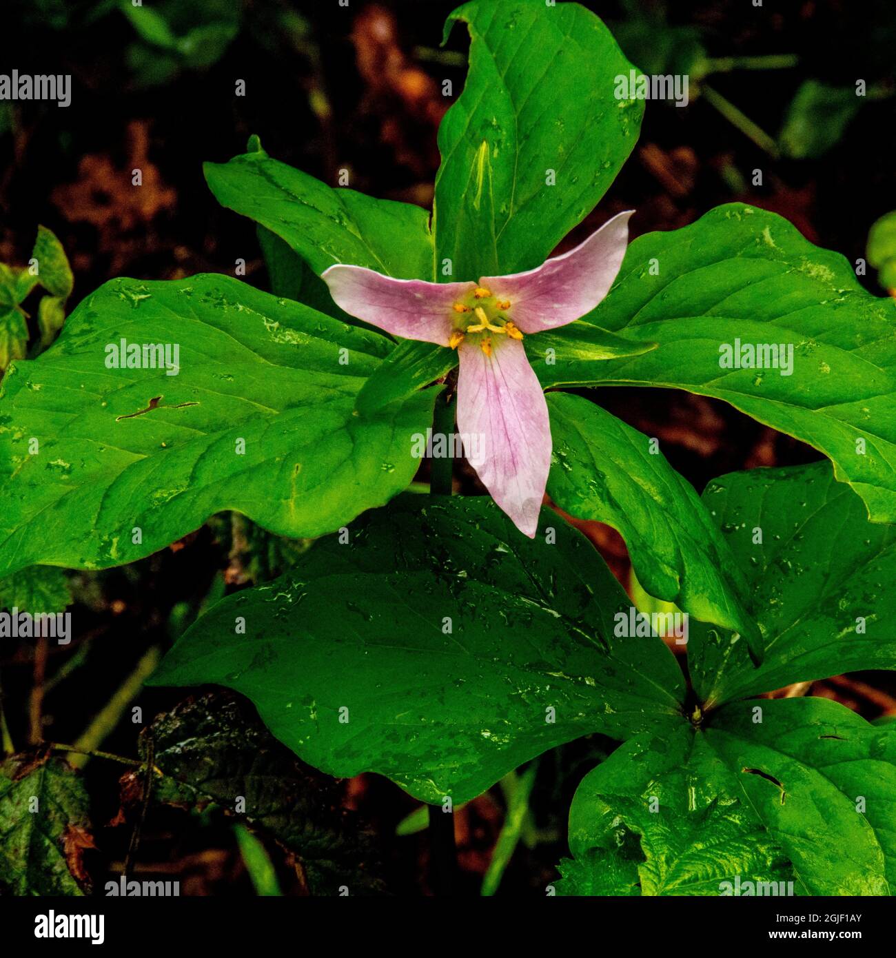 Trillium in bloom Stock Photo - Alamy