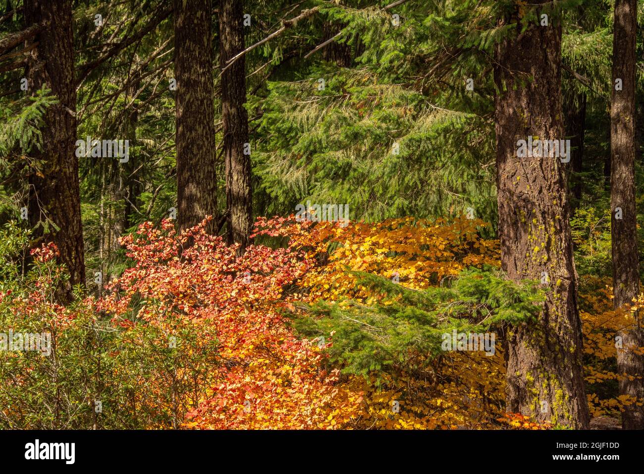 Usa oregon santiam pass hi-res stock photography and images - Alamy