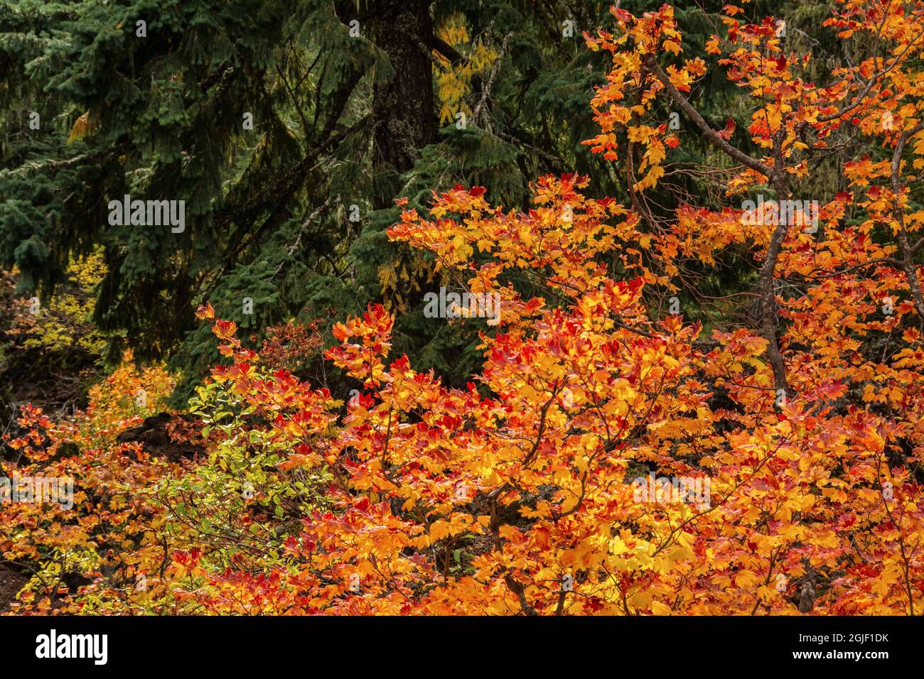 Santiam pass hi-res stock photography and images - Alamy