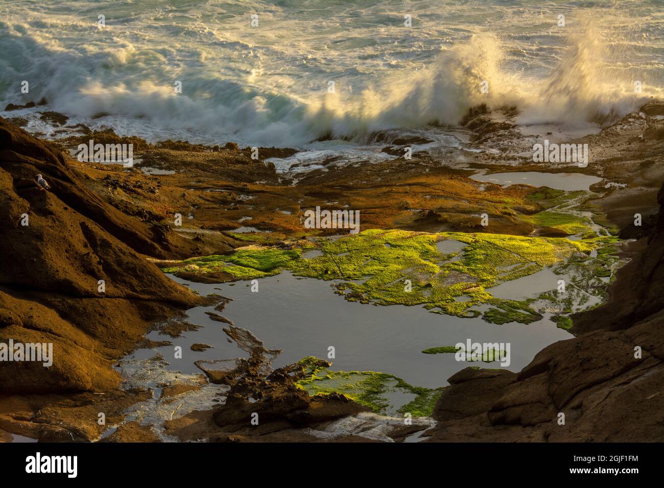 Surf, rocks, moss, Depoe Bay, Oregon, USA Stock Photo - Alamy
