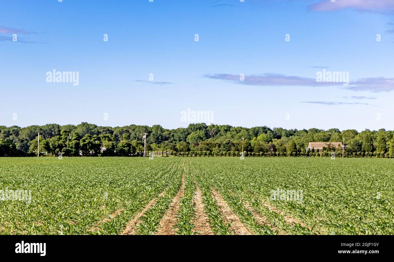 Field of immature corn plants Stock Photo - Alamy