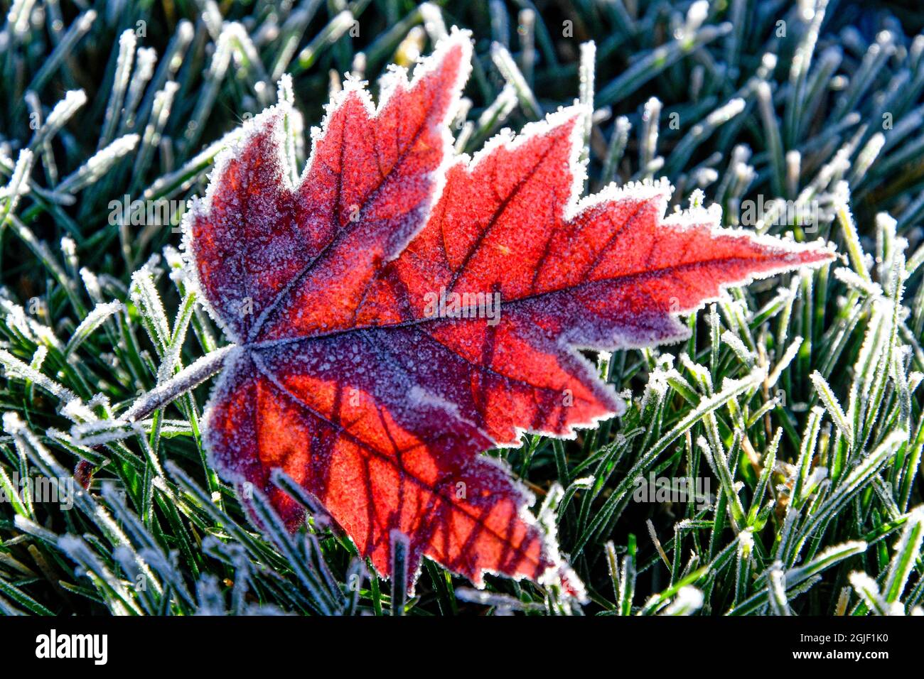Flame maple hi-res stock photography and images - Alamy